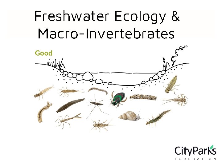 Freshwater Ecology MacroInvertebrates New York City The city