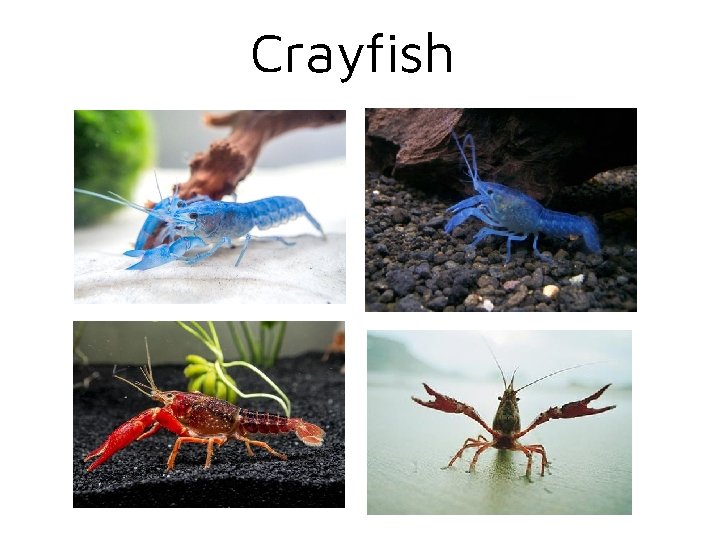 Freshwater Ecology MacroInvertebrates New York City The city