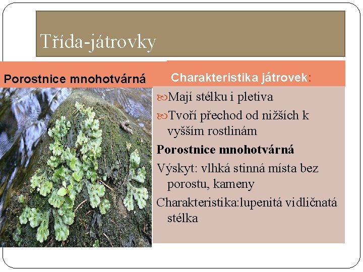 Mechorosty a kapraorosty Stavba mechorost Plonk obecn Stavba