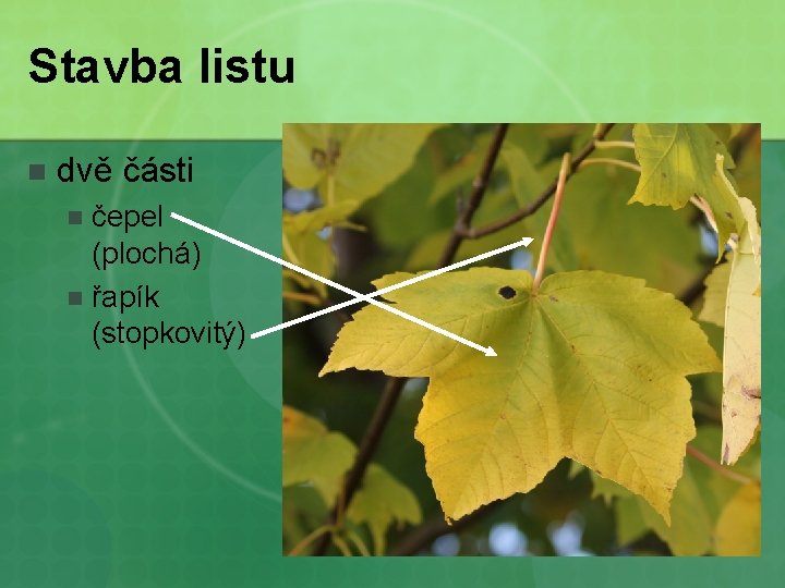 Nzev Vegetativn orgny rostlin List Pedmt ronk Biologie
