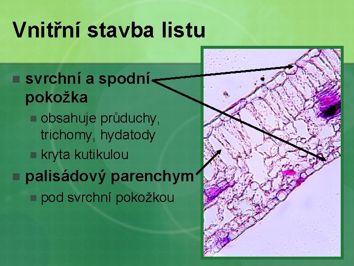 Nzev Vegetativn orgny rostlin List Pedmt ronk Biologie