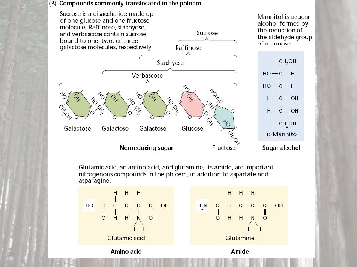 Translokacija organskih materija kroz biljku Kretanje supstanci kroz
