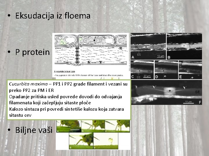 Translokacija organskih materija kroz biljku Kretanje supstanci kroz