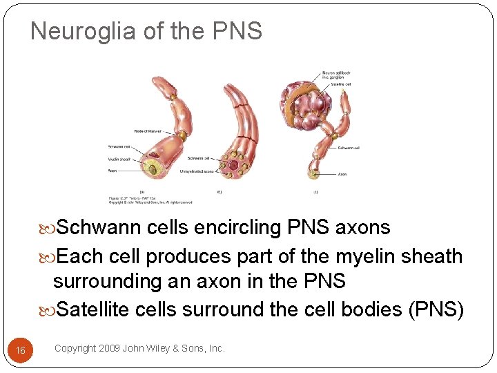 Anatomy Physiology I The Nervous Tissue Pro Manhal