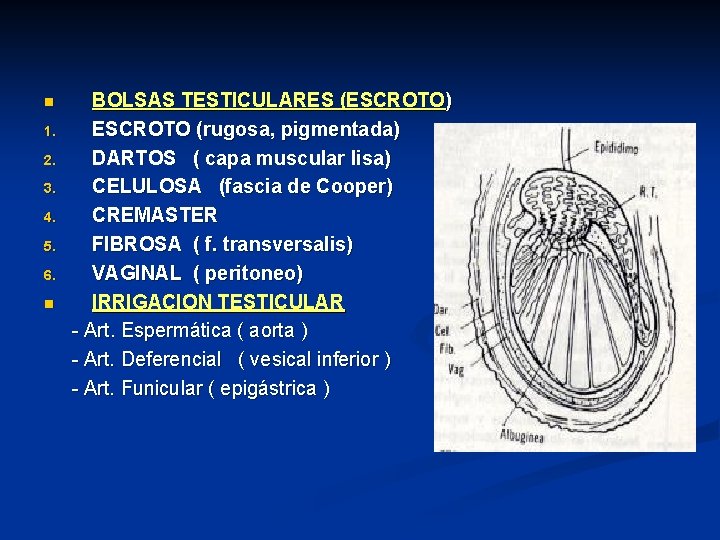 APARATO GENITAL MASCULINO APARATO GENITAL MASCULINO Se compone
