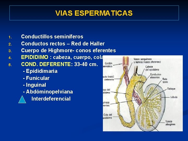 APARATO GENITAL MASCULINO APARATO GENITAL MASCULINO Se compone
