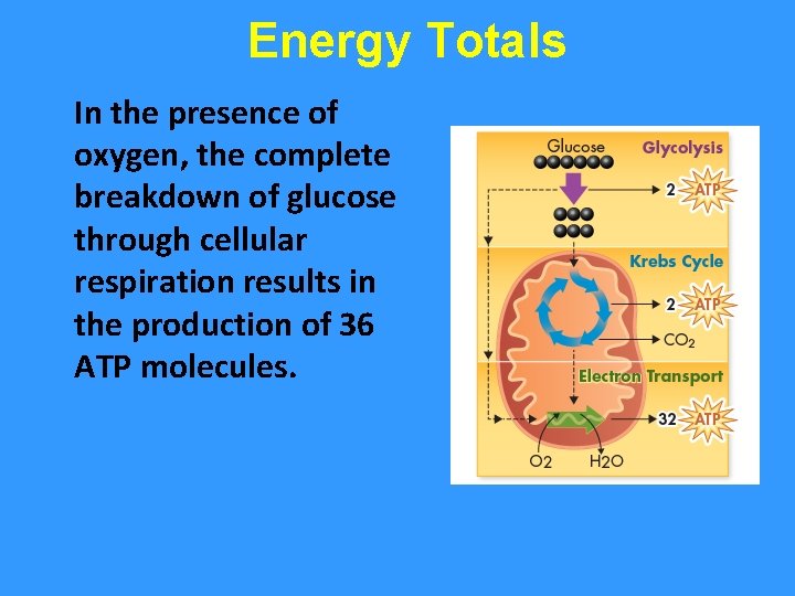 Cellular Respiration Getting Energy To Make ATP Aerobic