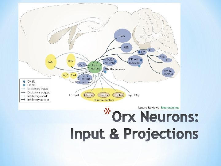 An Introduction Orexin A Orx A Orx B