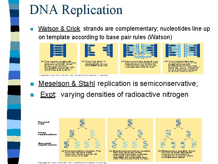 AP Biology n Chapter 16 The Molecular Basis