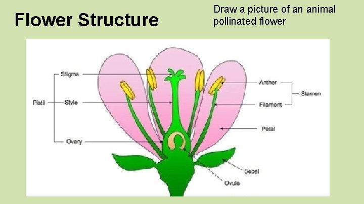 Reproduction in plants Flowering Understandings Flowering involves a