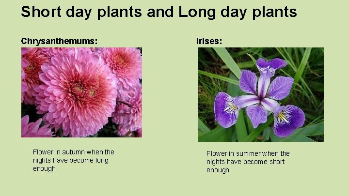 Reproduction in plants Flowering Understandings Flowering involves a