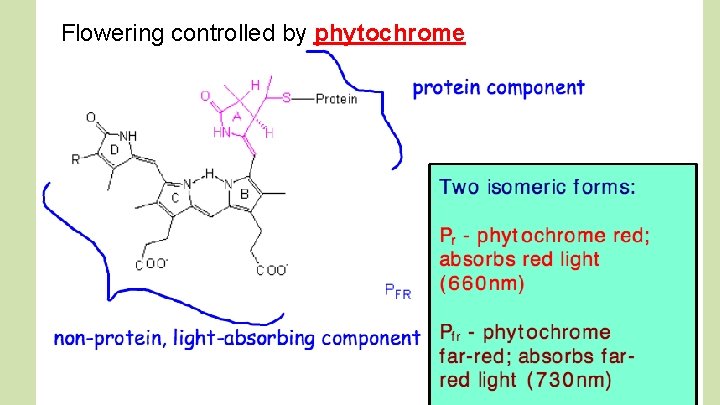 Reproduction in plants Flowering Understandings Flowering involves a