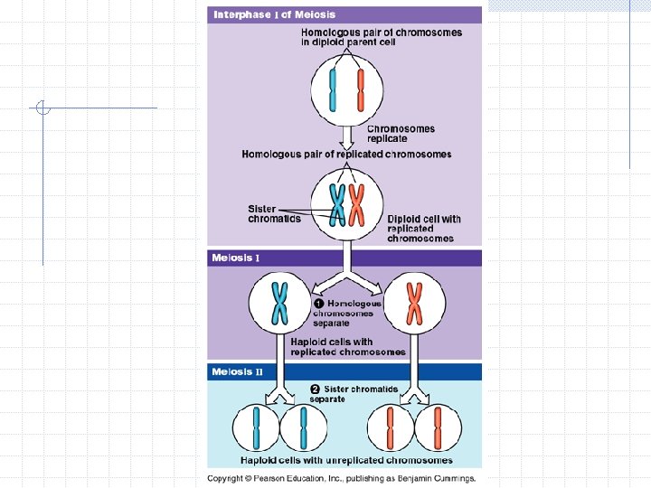 Chapter 13 RQ 1 What are hereditary units