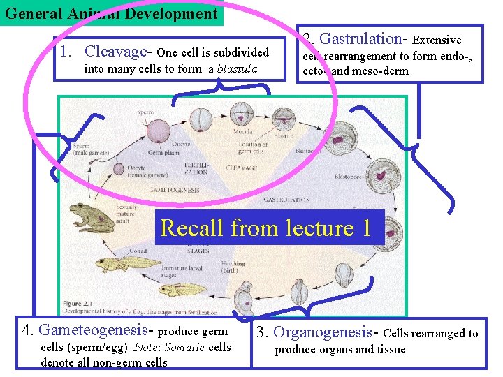 Chapter 8 Early Development in invertebrates The next