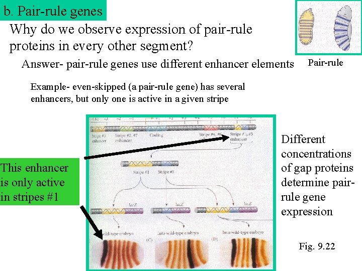Chapter 8 Early Development in invertebrates The next