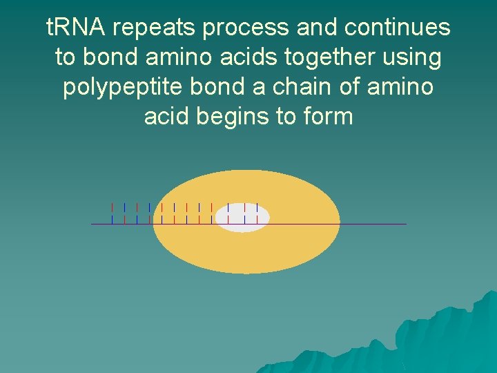 Transcription and Translation Alexandra Costanzo Lake Shore Transcription