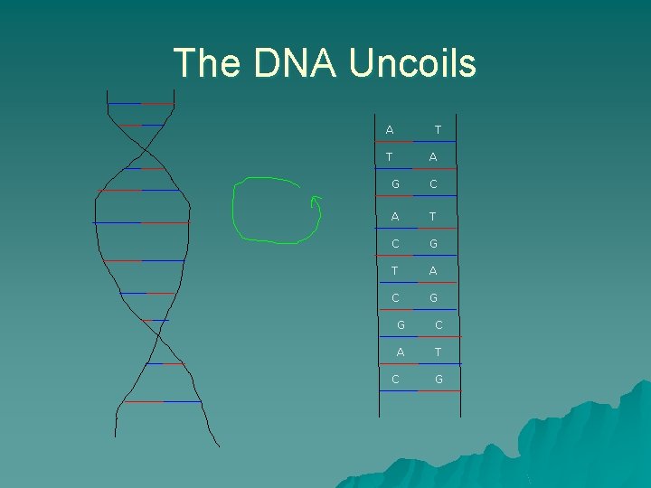 Transcription and Translation Alexandra Costanzo Lake Shore Transcription