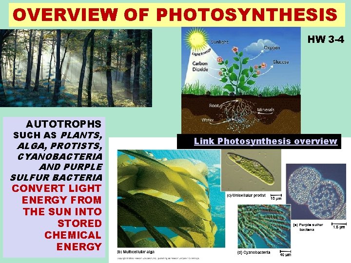 OVERVIEW OF PHOTOSYNTHESIS HW 3 4 AUTOTROPHS SUCH