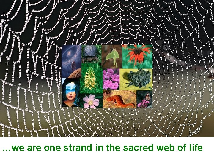 THE INTERCONNECTED WEB OF LIFE WE LIVE IN