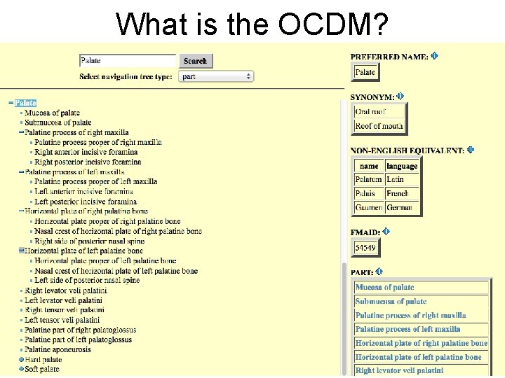 Technology Project ShapeBased Retrieval of 3 D Craniofacial