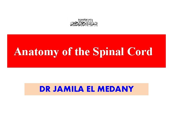 Anatomy of the Spinal Cord DR JAMILA EL