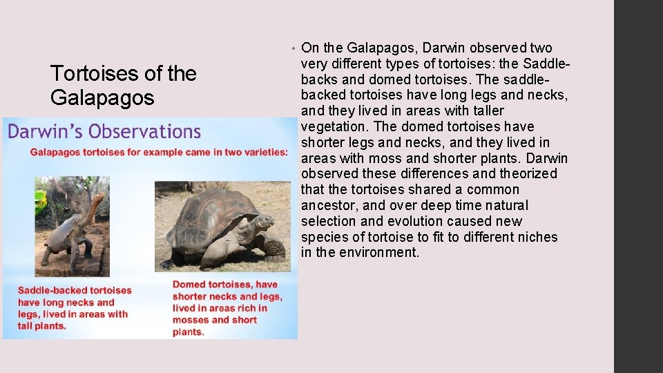 EVOLUTION Made By Nikki Aryan Jason Clifford Christian