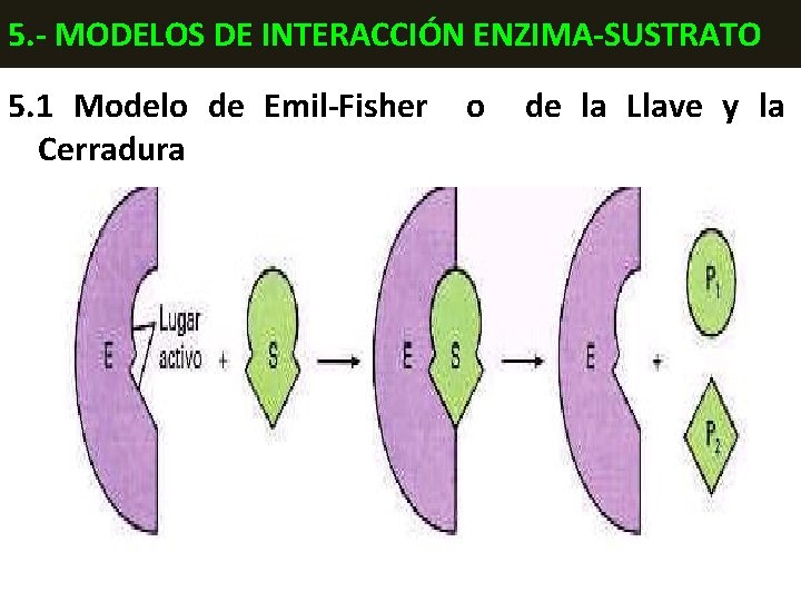 ENZIMAS ENZIMAS 1 CONCEPTOS BASICOS 1 1 Catlisis