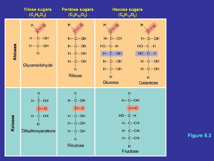 CHAPTER 5 CHARACTERISTICS OF MACROMOLECULES IN CELLS Learning