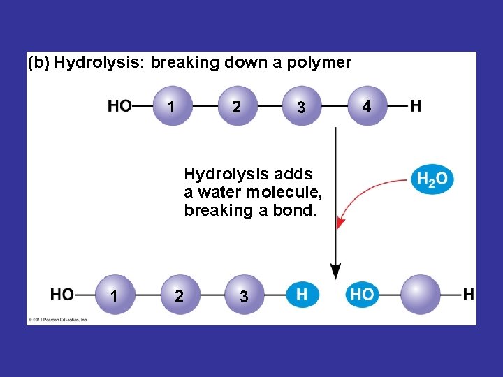 CHAPTER 5 CHARACTERISTICS OF MACROMOLECULES IN CELLS Learning