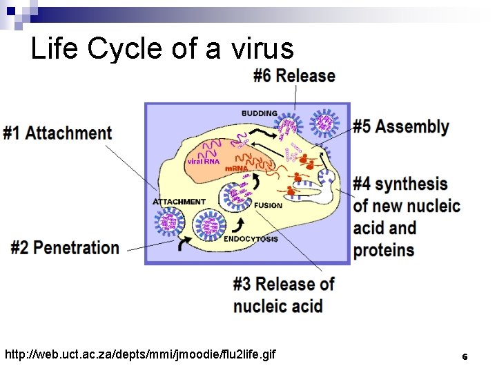 Viruses and Public Health n Viruses are responsible