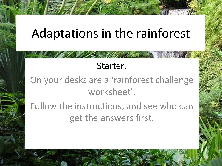 Adaptations in the rainforest Starter On your desks