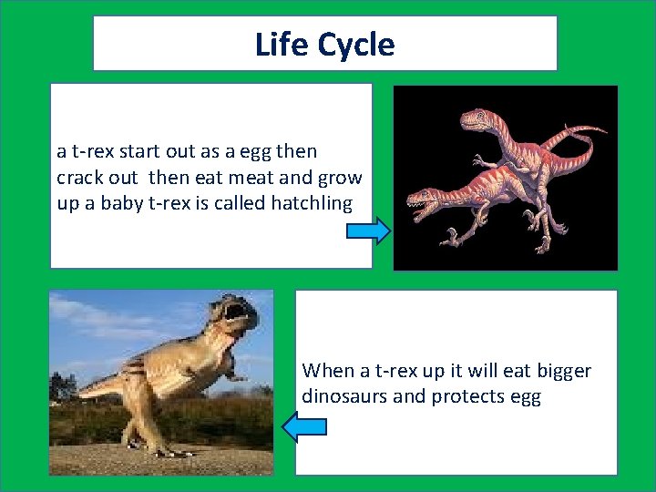 Tyrannosaurus rex also called trex By Hashim mujtaba