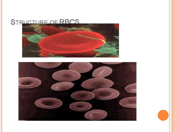 THE CELL INTRODUCTION Cell biology Cytology Kytoshollow vessel