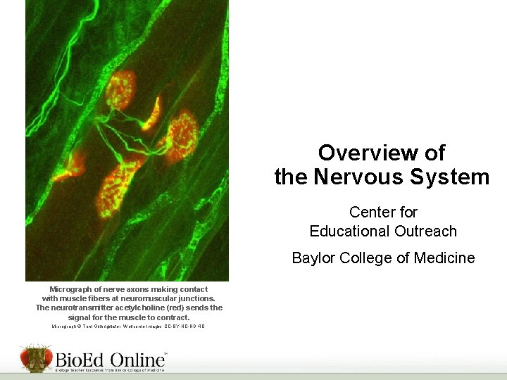 Overview of the Nervous System Center for Educational