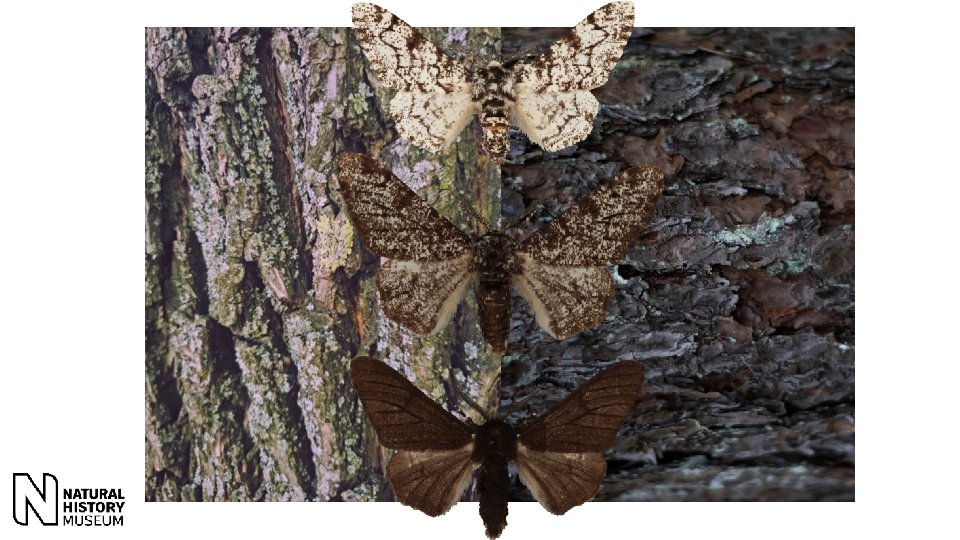 Peppered moths images and instructions for game Part