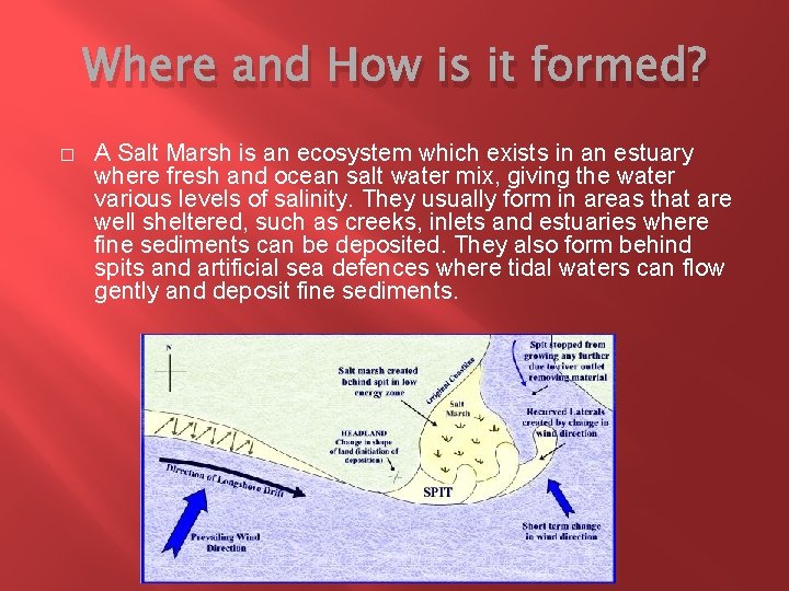 SALT MARSHES Where and How is it formed