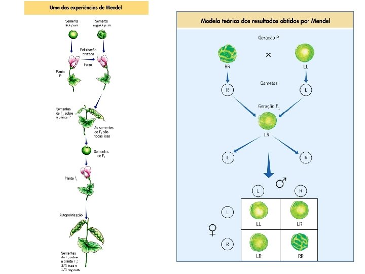 Os Experimentos de Mendel e a Primeira Lei
