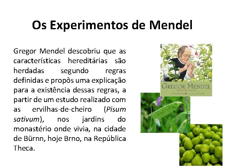 Os Experimentos de Mendel e a Primeira Lei