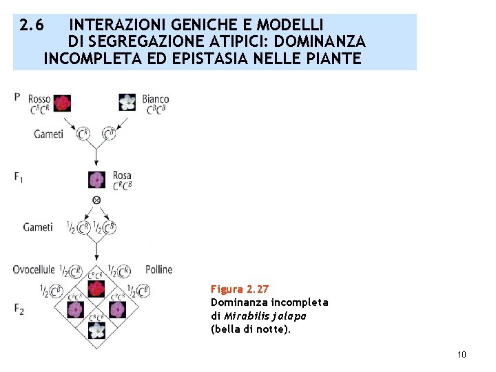 2 2 PRINCIPI DI MENDEL ASSORTIMENTO INDIPENDENTE BASI