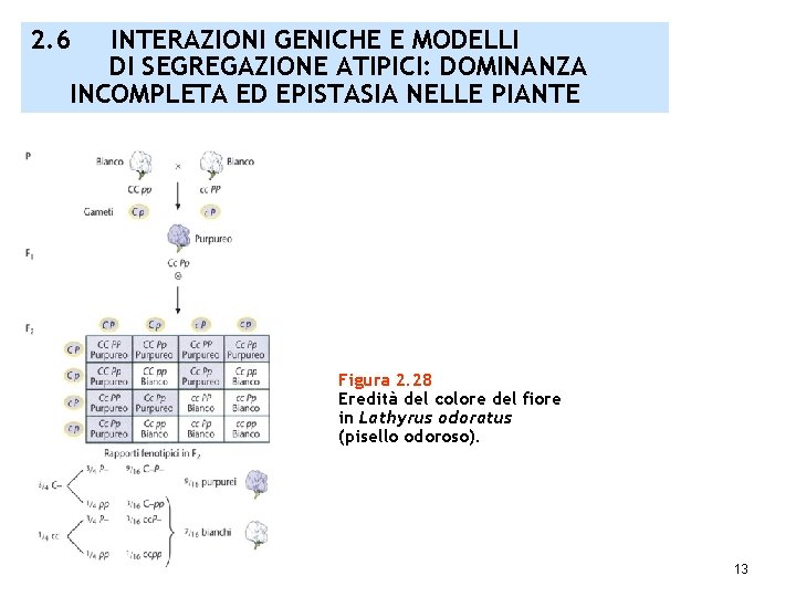 2 2 PRINCIPI DI MENDEL ASSORTIMENTO INDIPENDENTE BASI