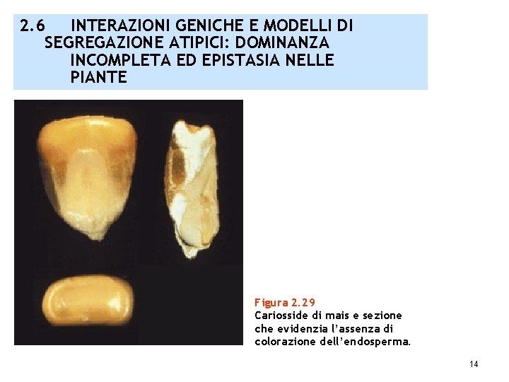 2 2 PRINCIPI DI MENDEL ASSORTIMENTO INDIPENDENTE BASI