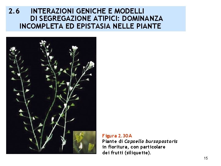 2 2 PRINCIPI DI MENDEL ASSORTIMENTO INDIPENDENTE BASI