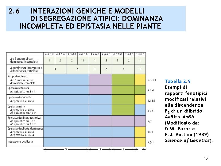 2 2 PRINCIPI DI MENDEL ASSORTIMENTO INDIPENDENTE BASI