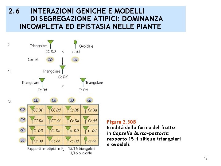 2 2 PRINCIPI DI MENDEL ASSORTIMENTO INDIPENDENTE BASI