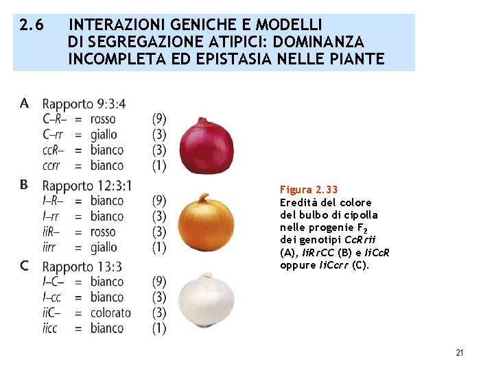 2 2 PRINCIPI DI MENDEL ASSORTIMENTO INDIPENDENTE BASI