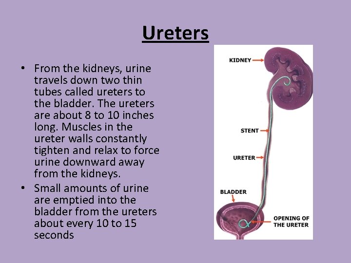 Urinary System Urinary system Your body takes nutrients