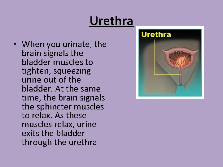 Urinary System Urinary system Your body takes nutrients