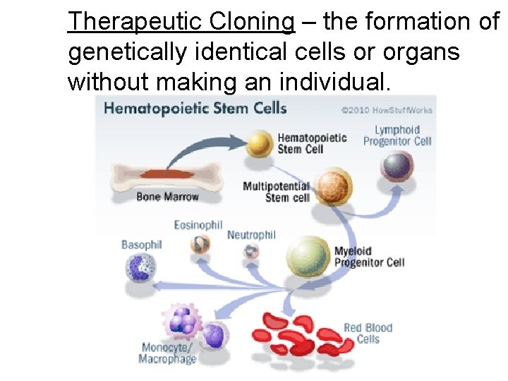 Two types of Cloning Therapeutic Cloning the formation