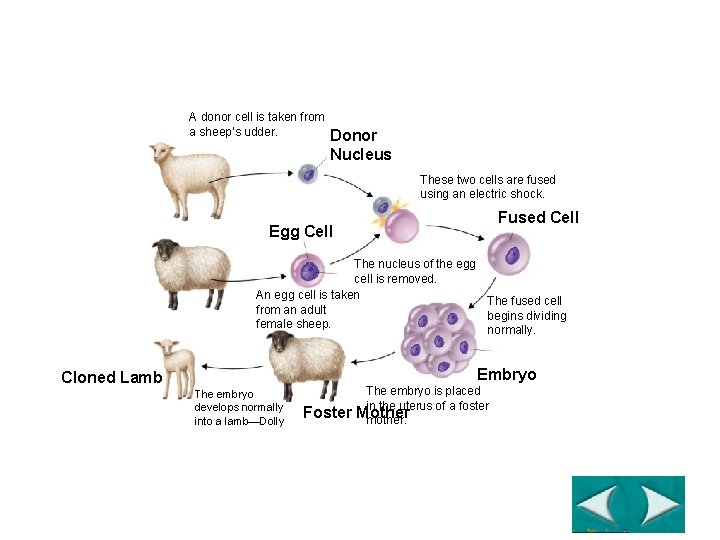 Two types of Cloning Therapeutic Cloning the formation