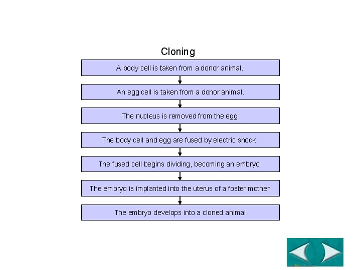 Two types of Cloning Therapeutic Cloning the formation